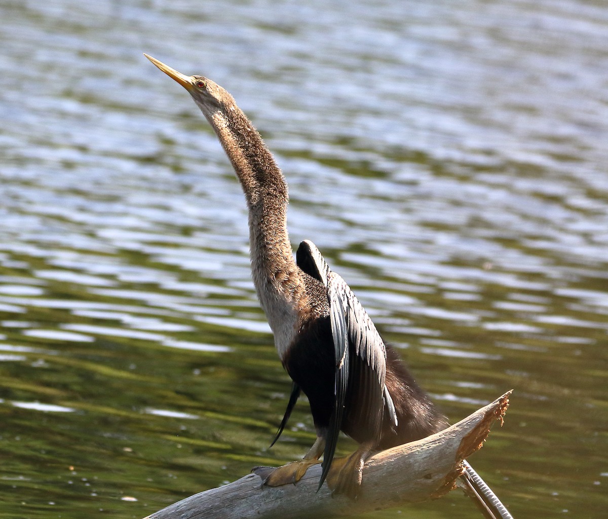 eBird Checklist - 17 Aug 2024 - Mattamuskeet NWR - 15 species