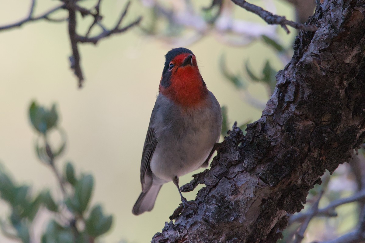 eBird Checklist - 17 Aug 2024 - Spring Mountains NRA--Fletcher Canyon ...