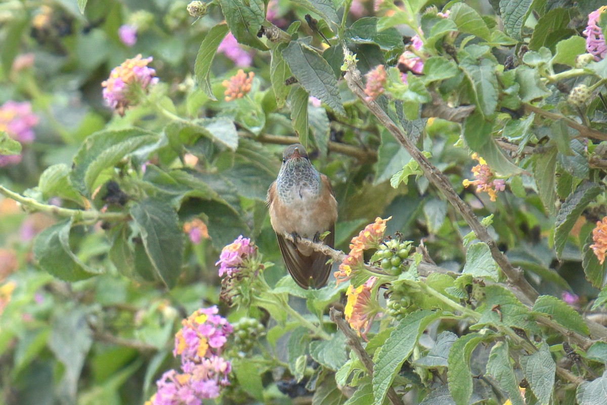 ML622632997 - Amazilia Hummingbird - Macaulay Library