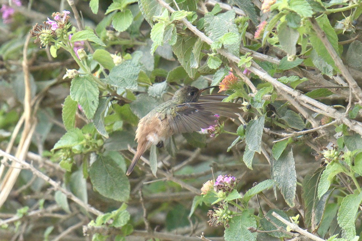 ML622632998 - Amazilia Hummingbird - Macaulay Library