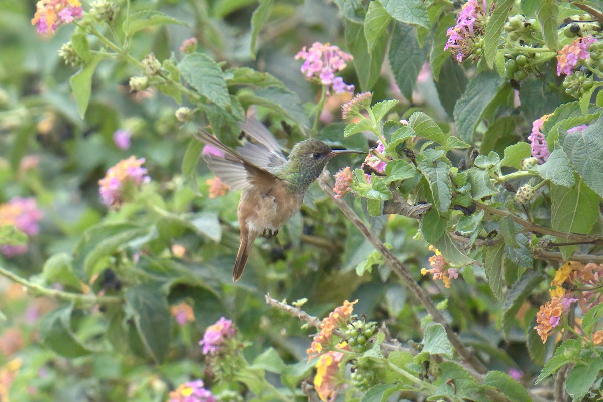 ML622632999 - Amazilia Hummingbird - Macaulay Library