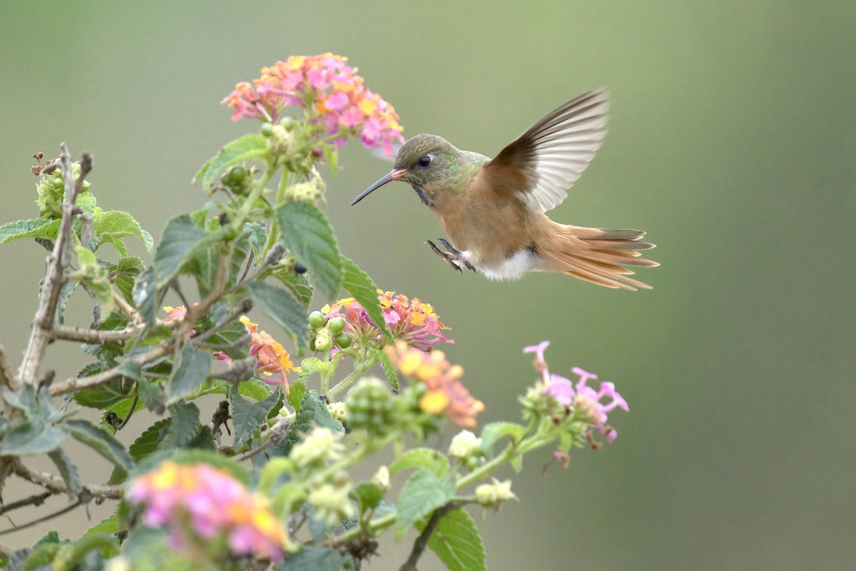 ML622633003 - Amazilia Hummingbird - Macaulay Library