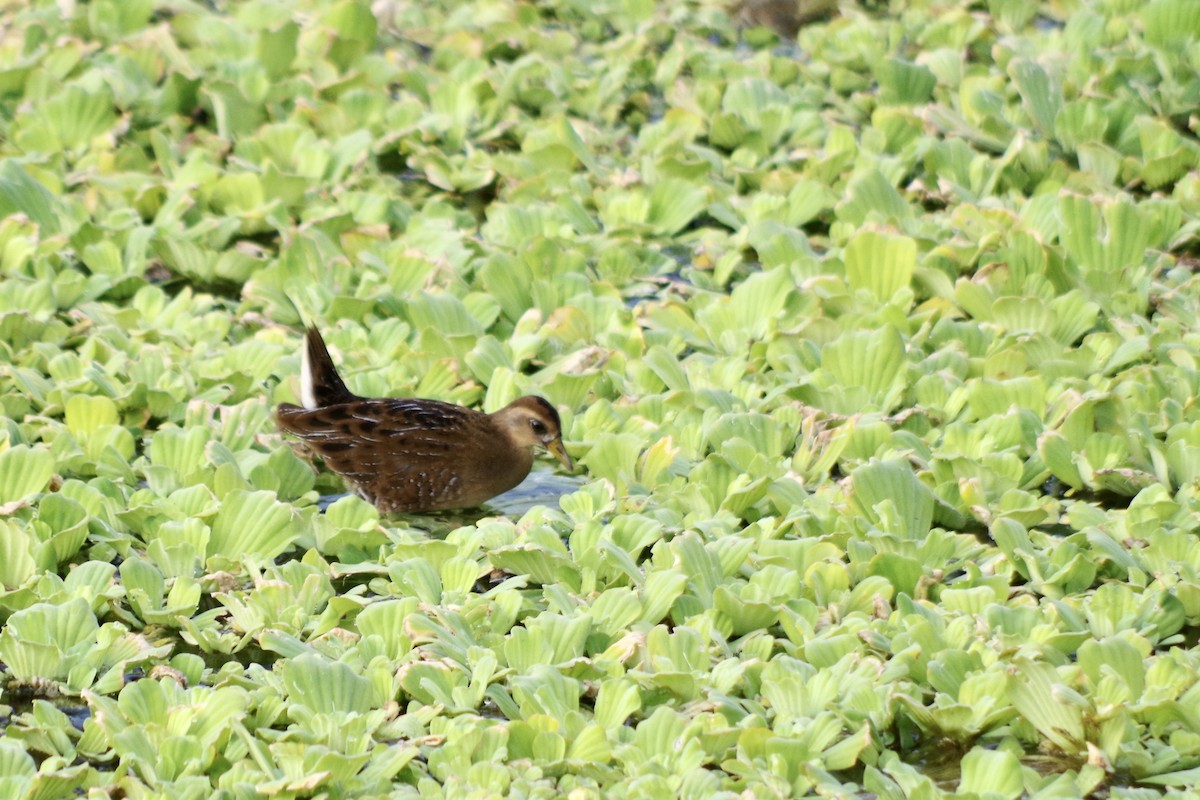 eBird Checklist - 8 Aug 2024 - Sweetwater Wetlands - 51 species (+1 ...