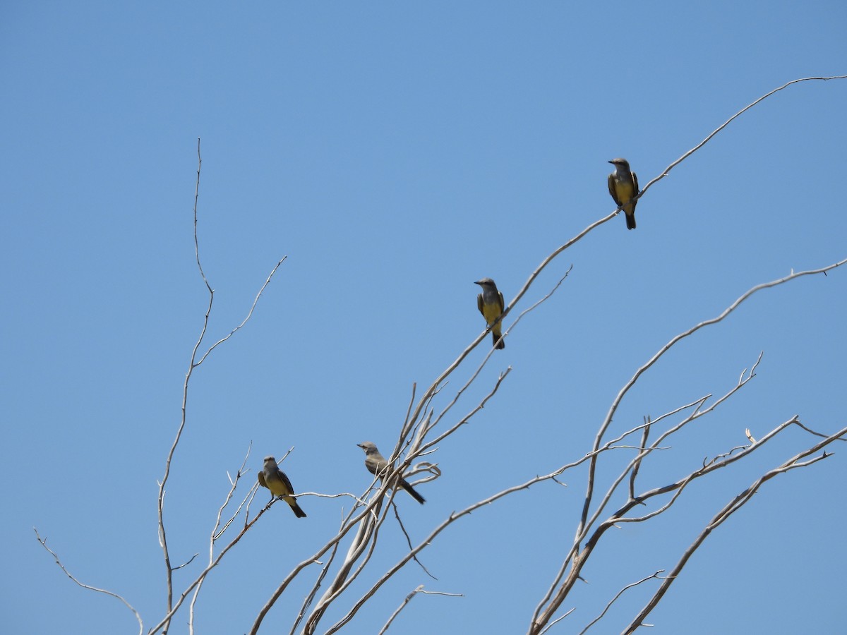 eBird Checklist - 17 Aug 2024 - Carson Lake - 42 species (+2 other taxa)