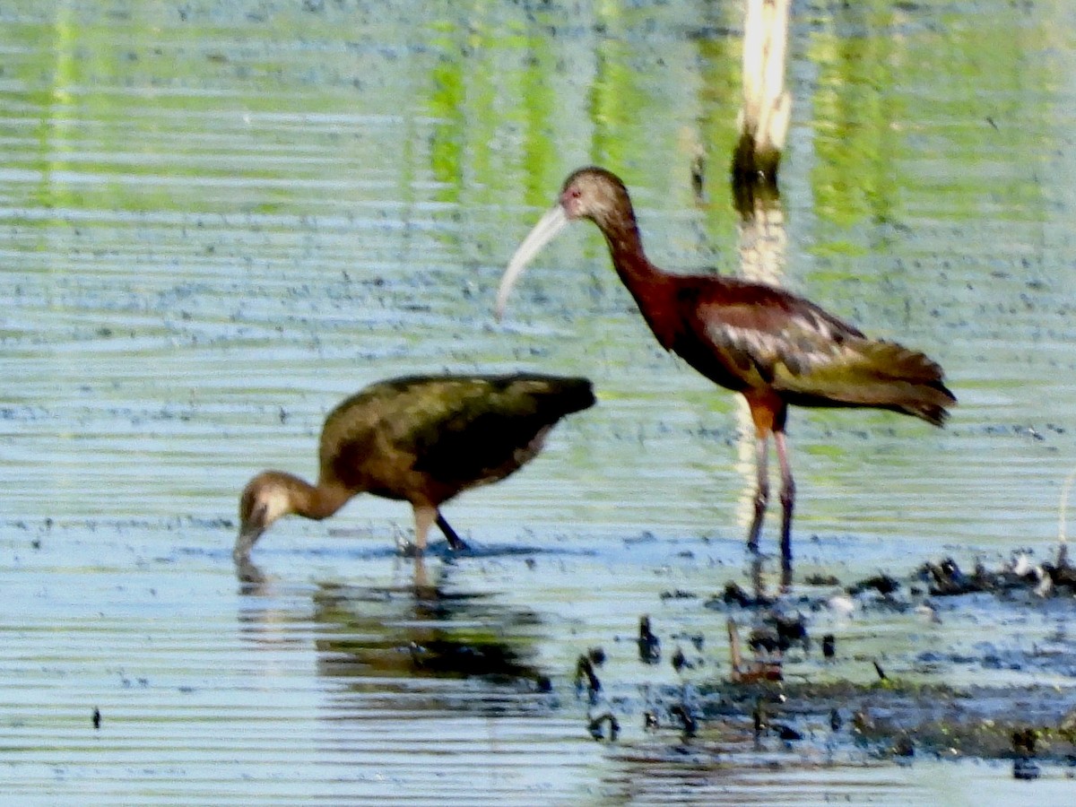eBird Checklist - 17 Aug 2024 - North Ottawa Impoundment - 30 species