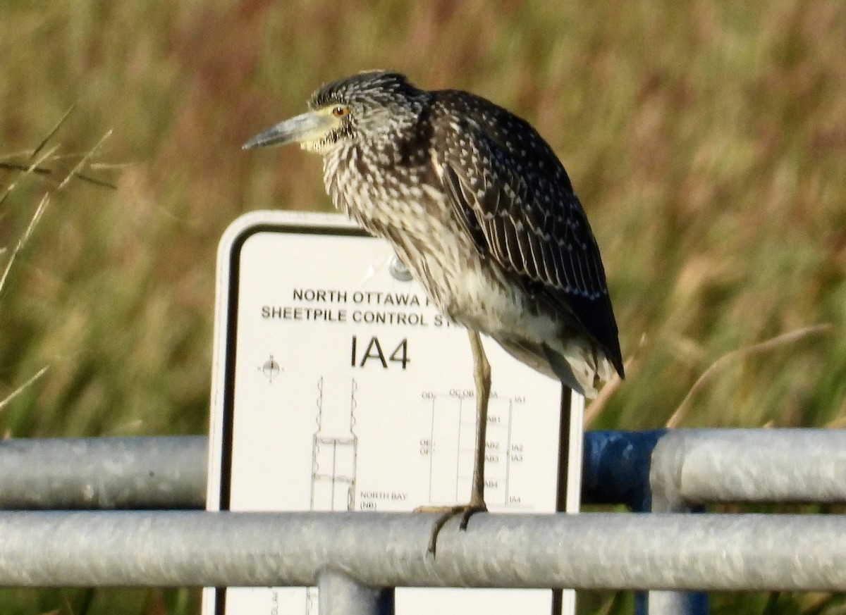 eBird Checklist - 17 Aug 2024 - North Ottawa Impoundment - 22 species