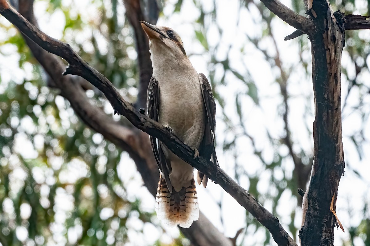 eBird Checklist - 18 Aug 2024 - Long Forest Nature Conservation Reserve ...