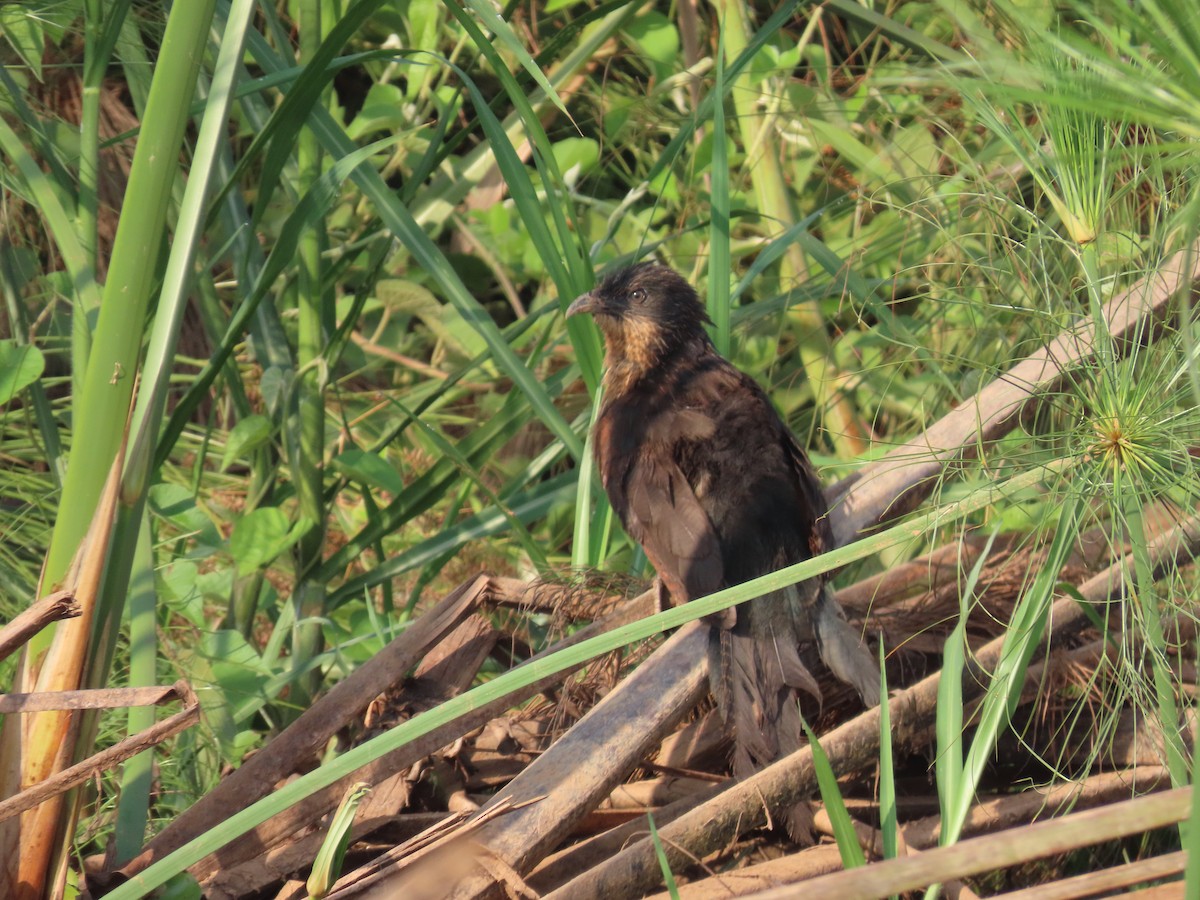 eBird Checklist - 24 Jul 2024 - Gashora Swamp - 54 species