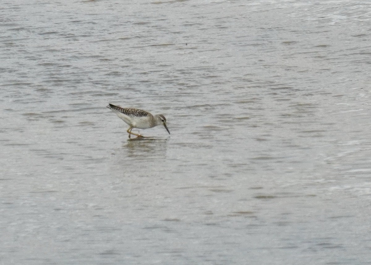 eBird Checklist - 18 Aug 2024 - Scotney Court Sandpit - 29 species