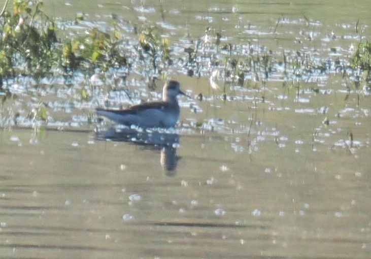 eBird Checklist - 18 Aug 2024 - Camden township - 1 species