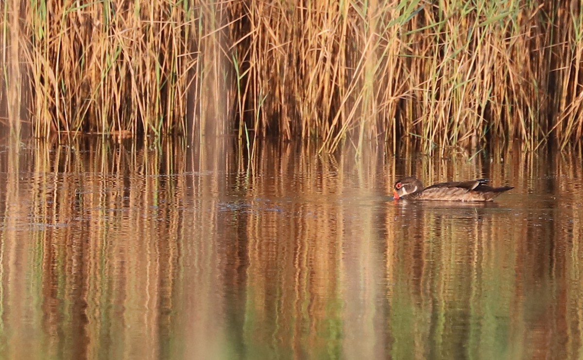 eBird Checklist - 17 Aug 2024 - **Back Bay NWR - 43 species (+1 other taxa)