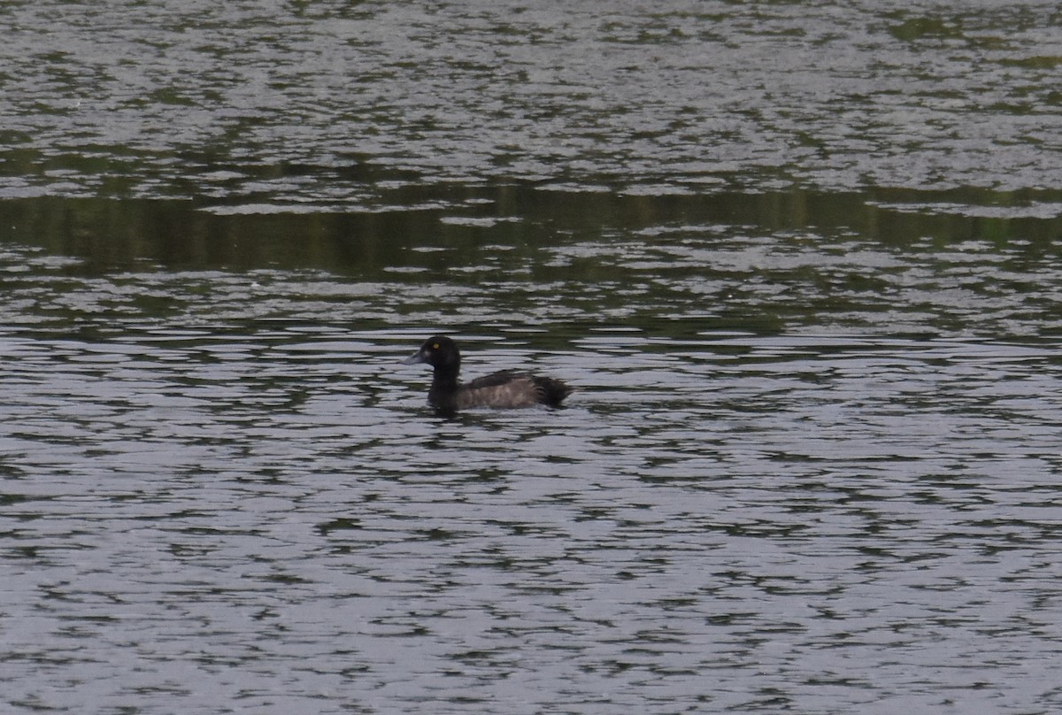 Pennsylvania Bird Atlas Checklist - 18 Aug 2024 - Krocks Rd. Retention Ponds - 12 species (+1 ...