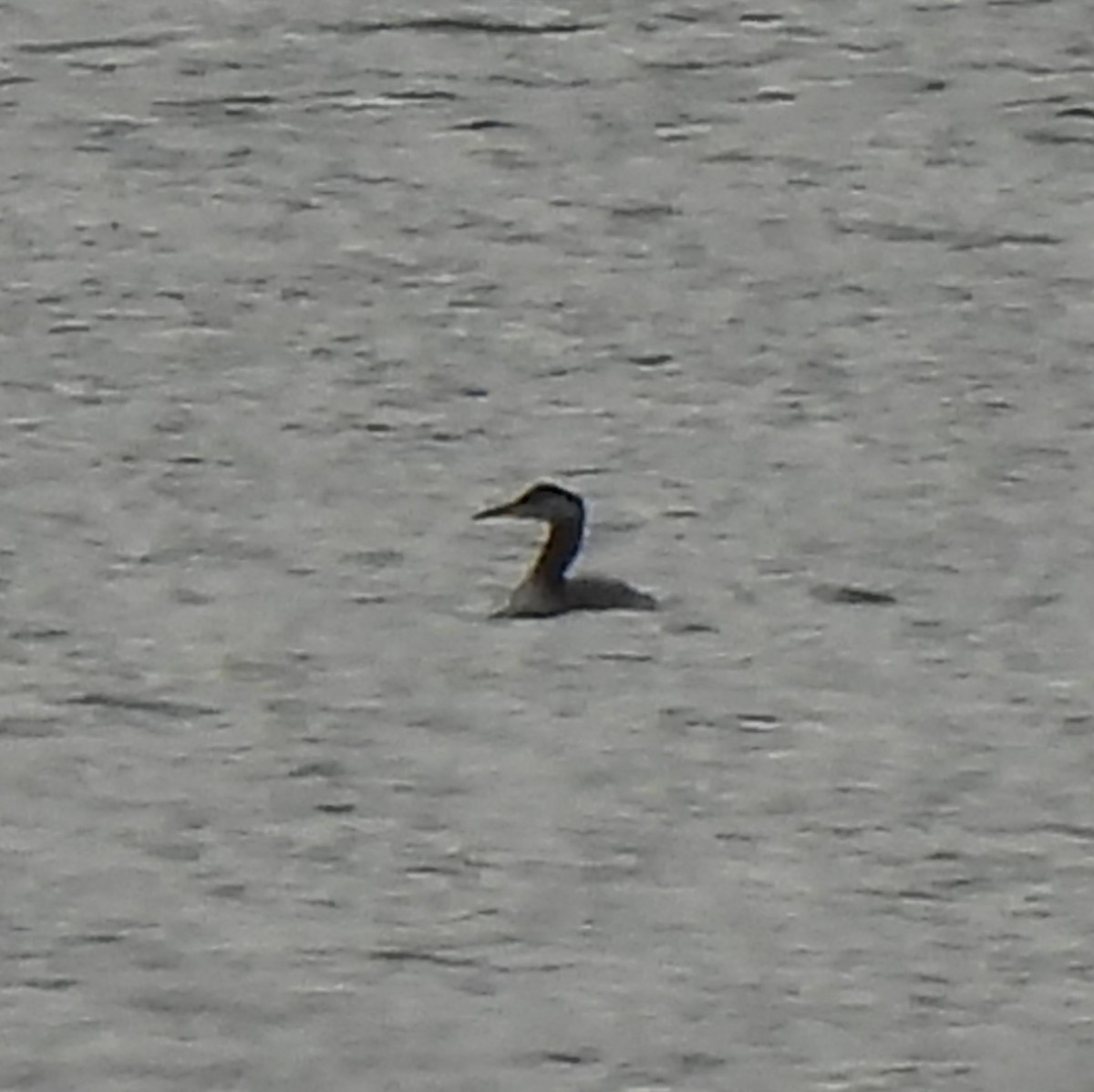 eBird Checklist - 18 Aug 2024 - Henry Hagg Lake Park (Scoggins Valley ...