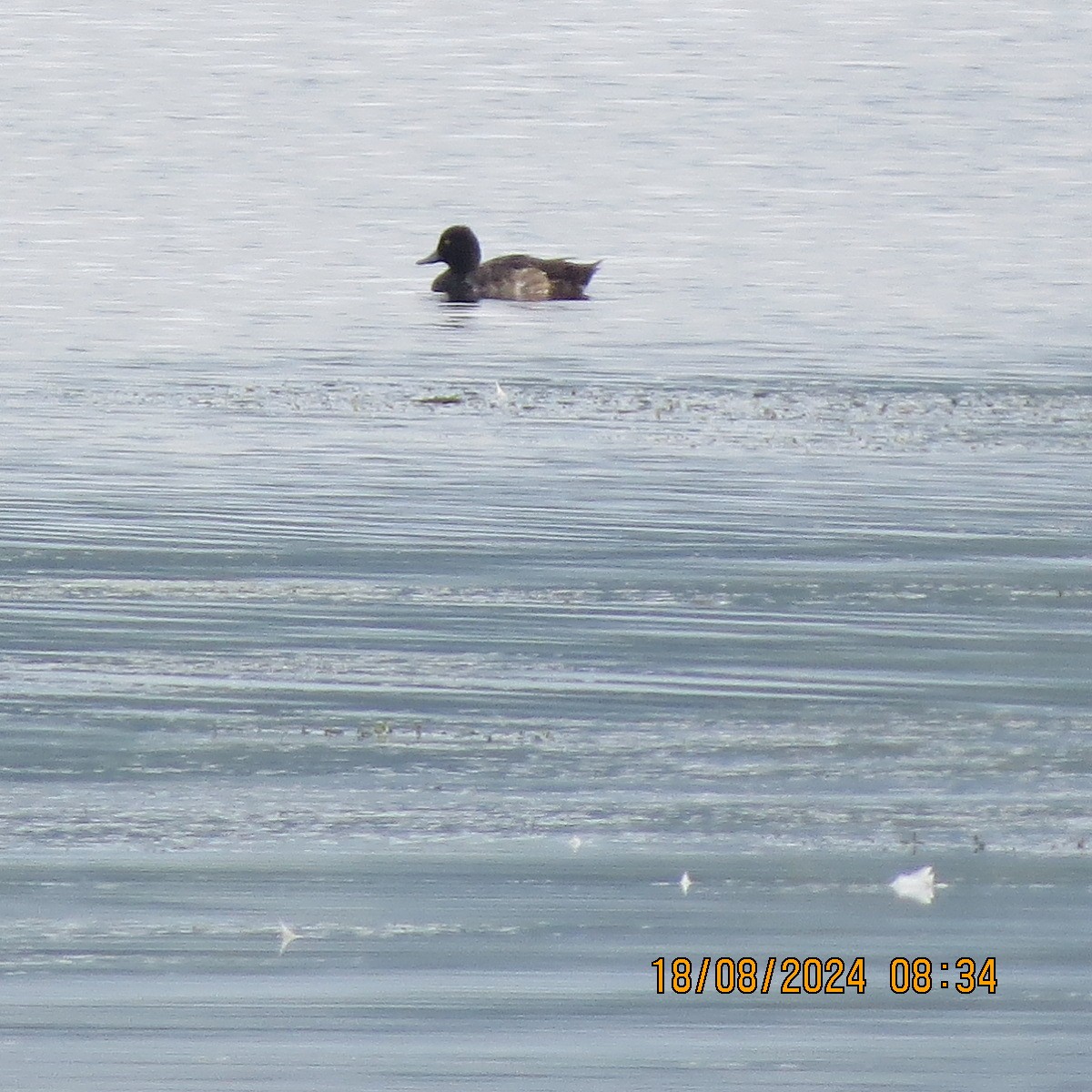 eBird Checklist - 18 Aug 2024 - Burtis Bay Park, Lakeside Boulevard ...
