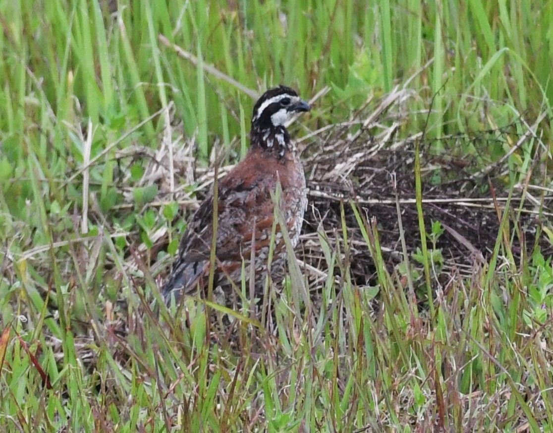 eBird Checklist - 18 Aug 2024 - Alligator River NWR - 13 species