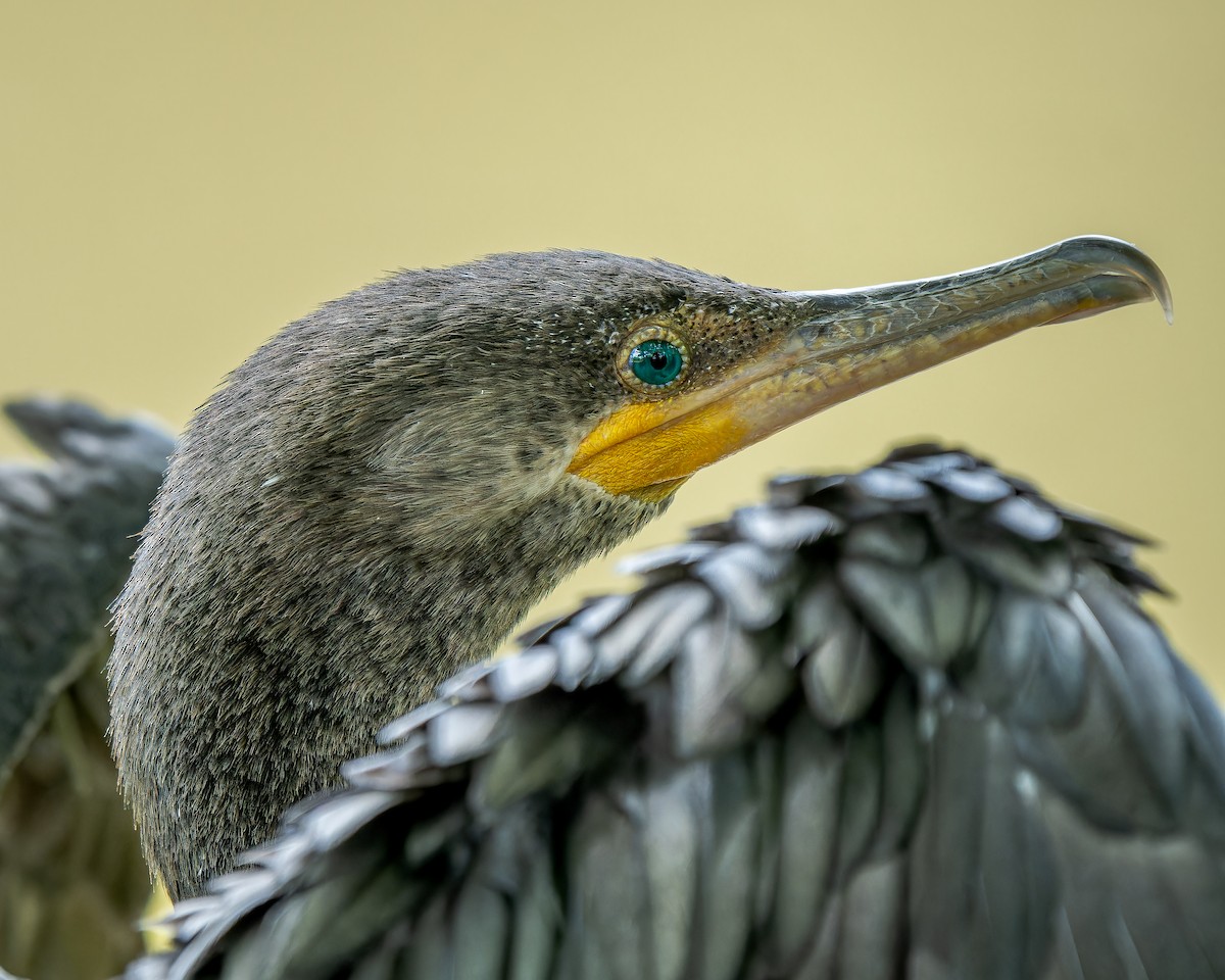 ML622681793 - Neotropic Cormorant - Macaulay Library