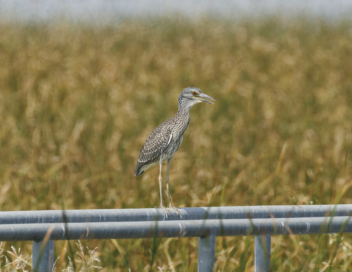eBird Checklist - 18 Aug 2024 - North Ottawa Impoundment - 45 species (+1 other taxa)