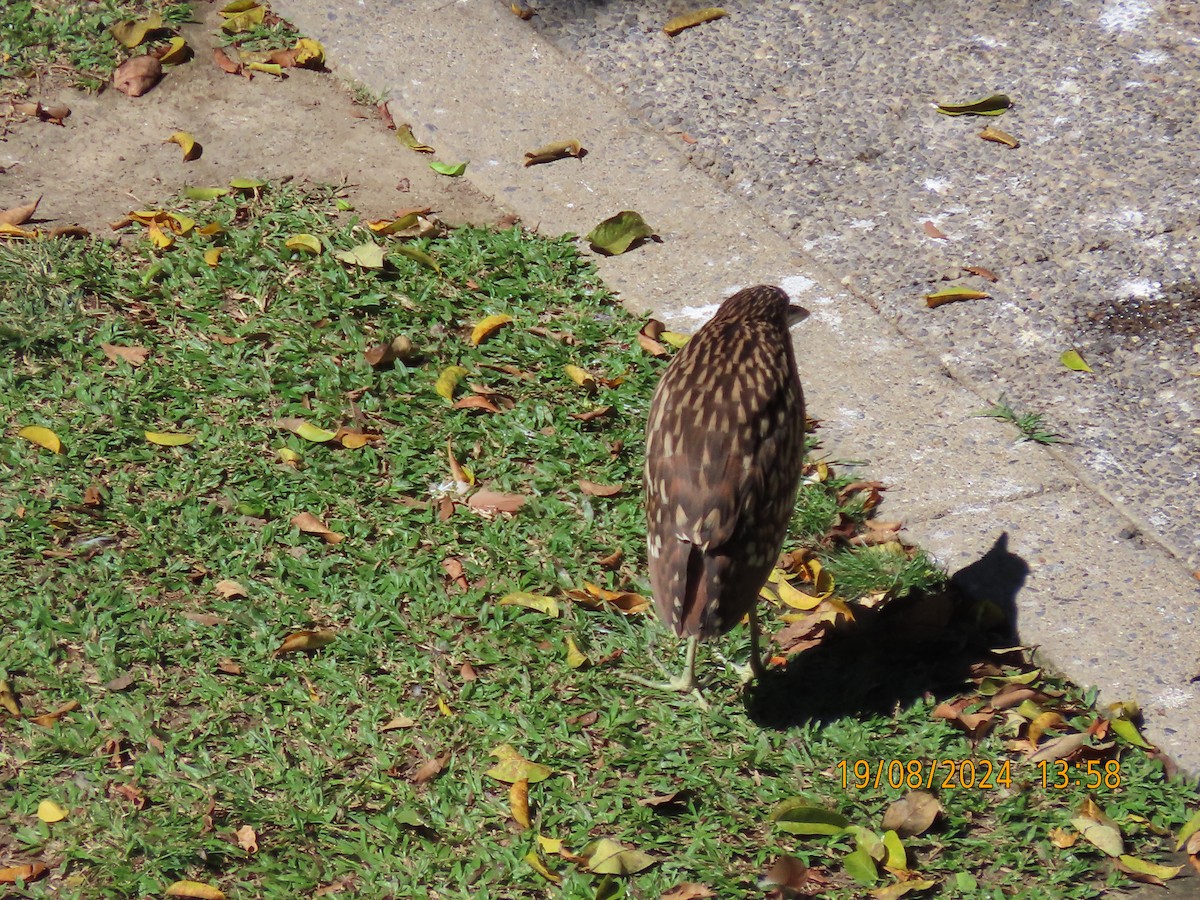 eBird Checklist - 19 Aug 2024 - Royal Harbour Cairns Esplanade. Birds ...