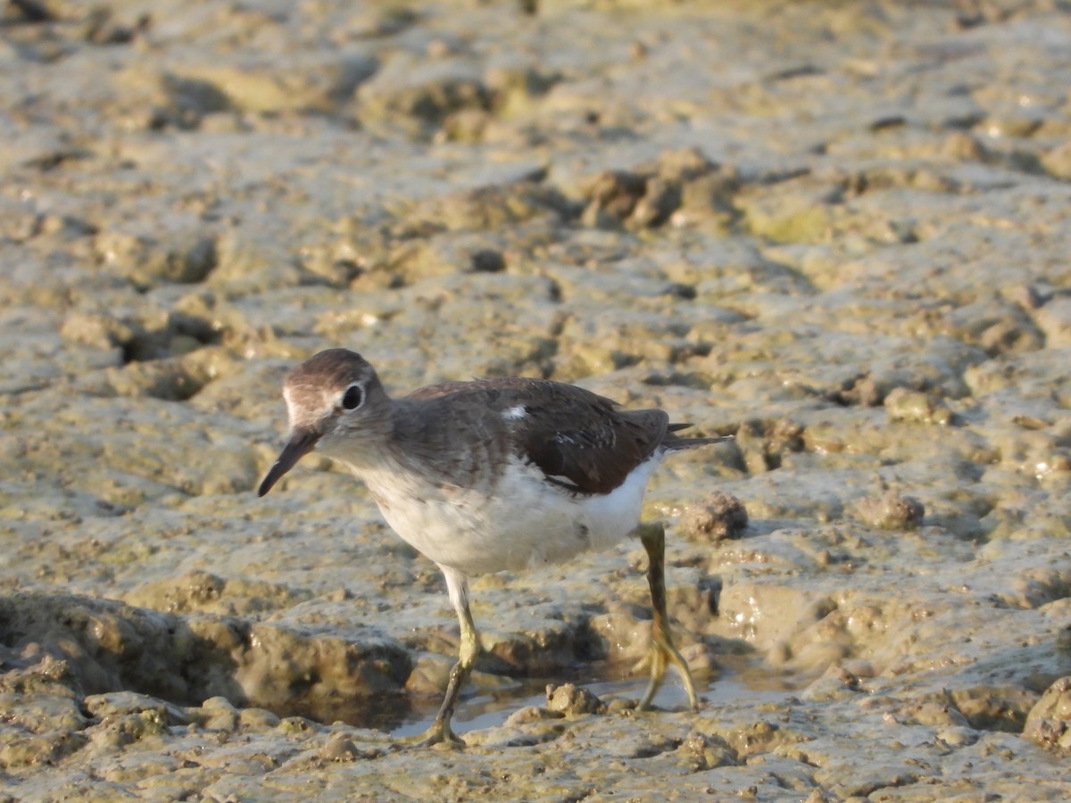 Israel Breeding Bird Atlas Checklist - 19 Aug 2024 - Hama'apil ...