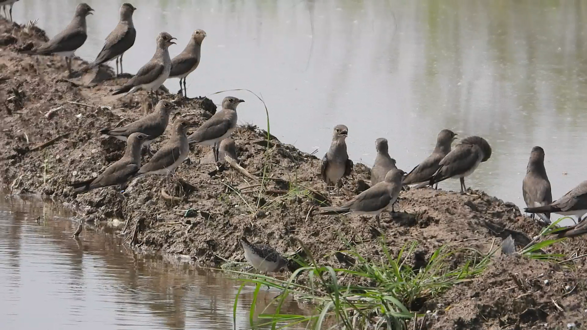 eBird Checklist - 17 Aug 2024 - Chandu-Budhera-Najafgarh - 91 species