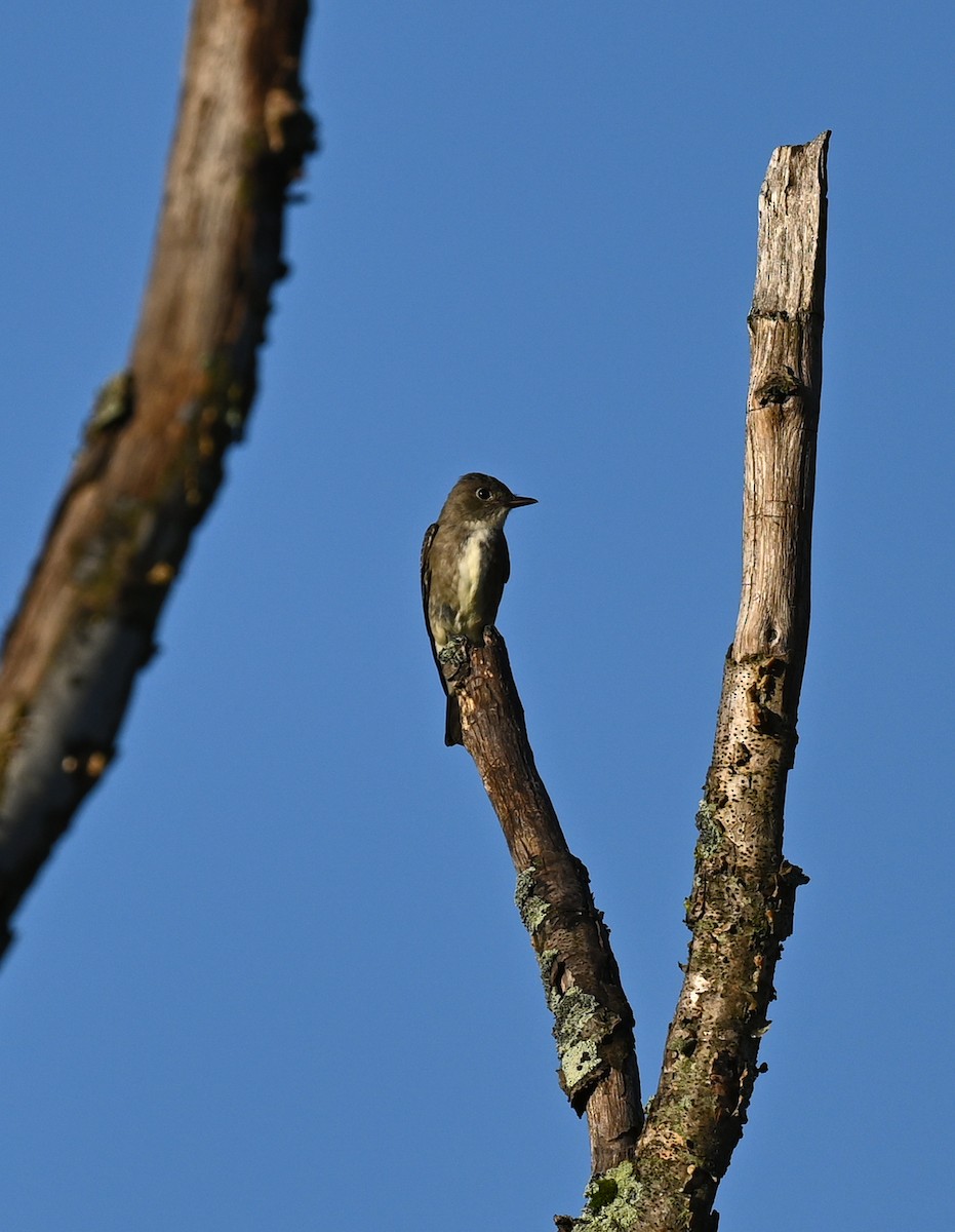 Pennsylvania Bird Atlas Checklist - 19 Aug 2024 - Ft. Indiantown Gap--Second Mountain ...