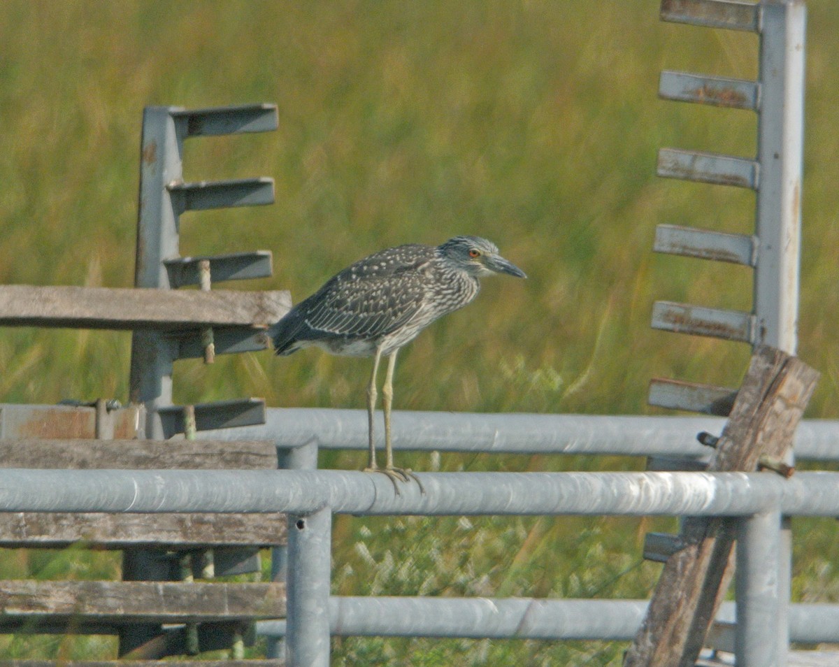 eBird Checklist - 18 Aug 2024 - North Ottawa Impoundment - 22 species