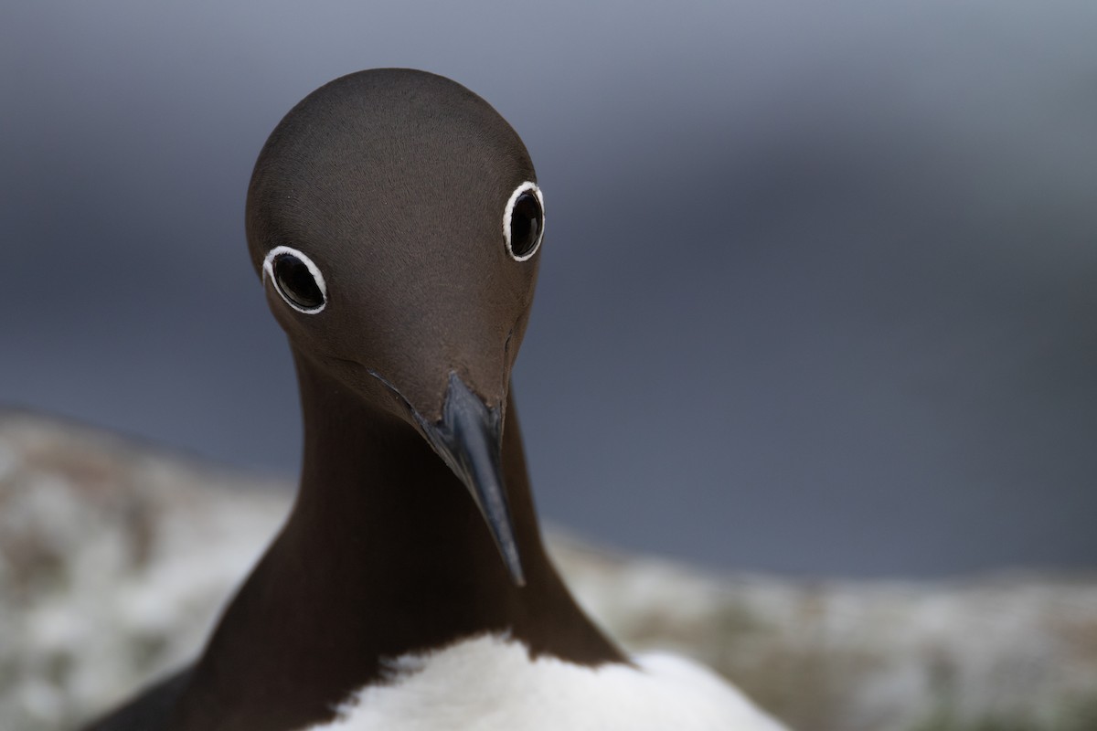 ML622697479 - Common Murre - Macaulay Library