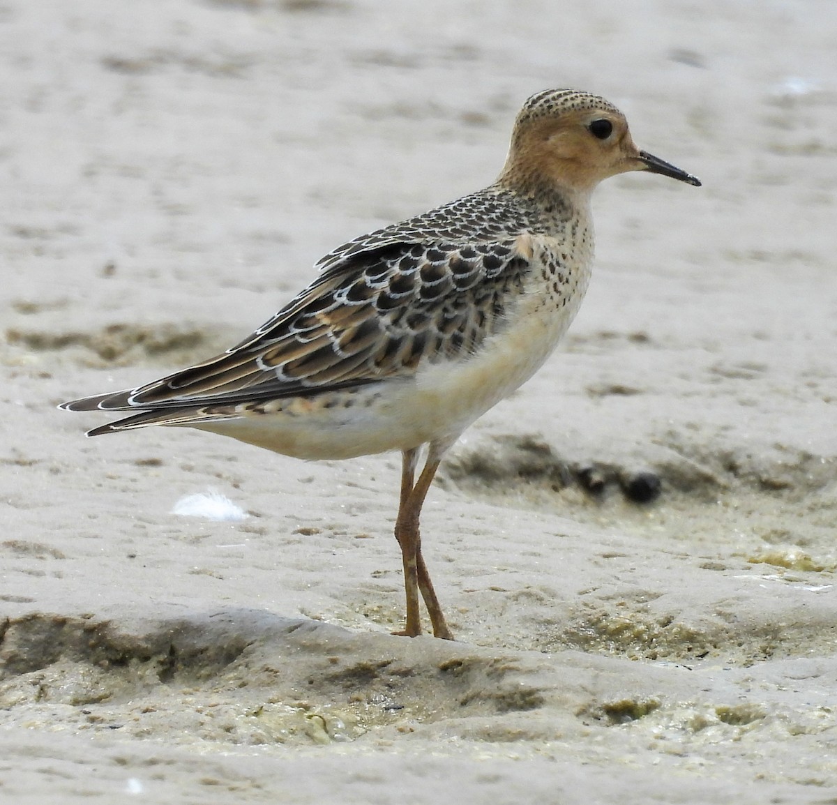 eBird Checklist - 19 Aug 2024 - Bolivar Flats Shorebird Sanctuary - 41 ...