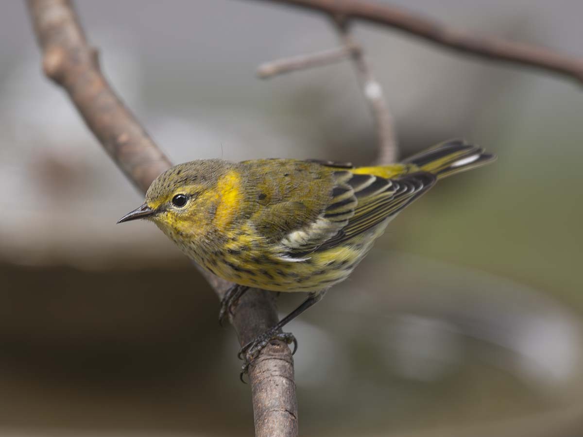 eBird Checklist - 19 Aug 2024 - Plessner Residence - 8 species