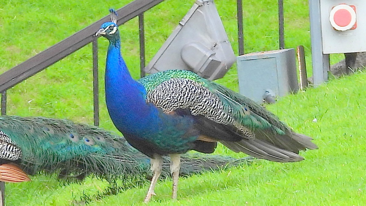 eBird Checklist - 28 Jul 2024 - Scone Palace - 1 species