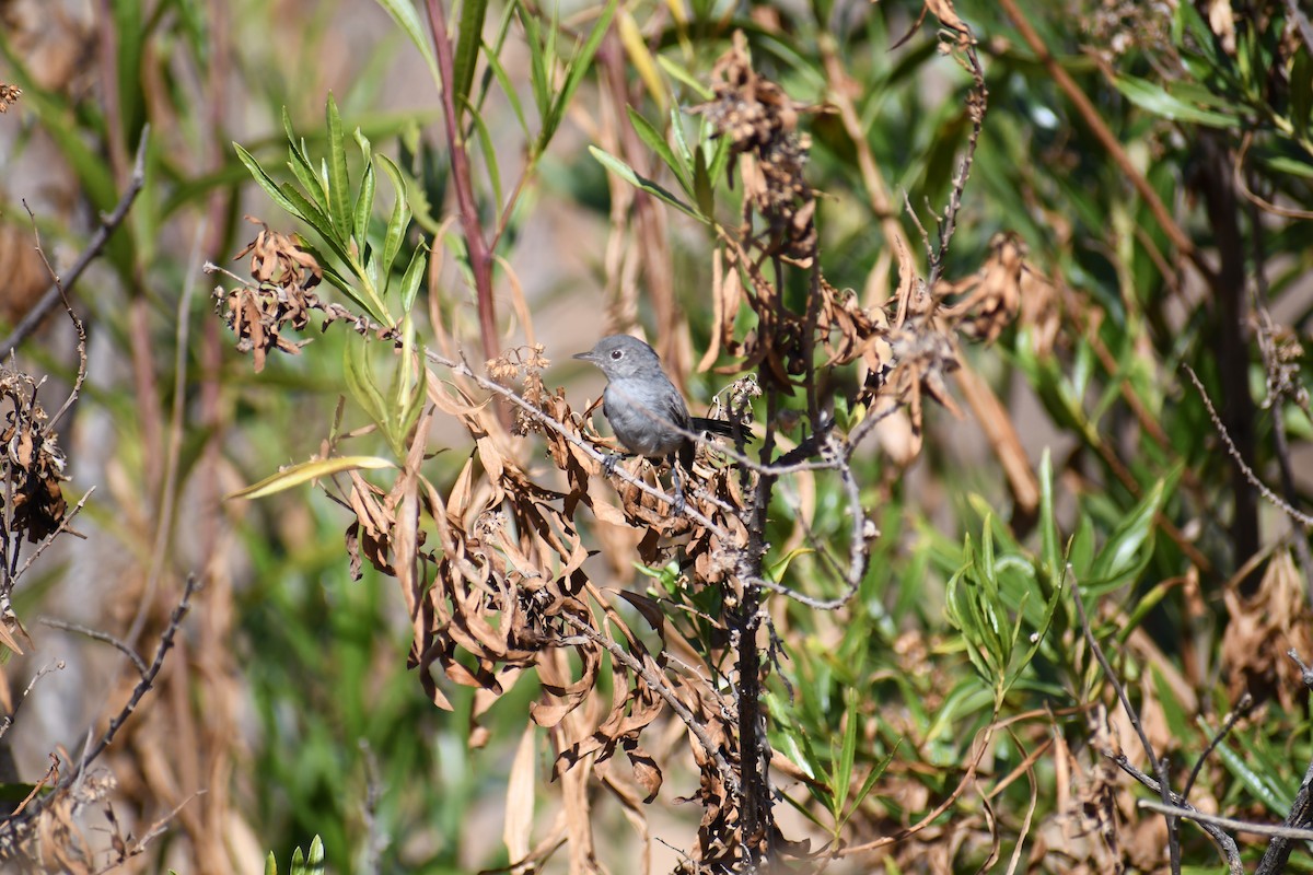 eBird Checklist - 16 Aug 2024 - Frank G. Bonelli RP/Puddingstone ...