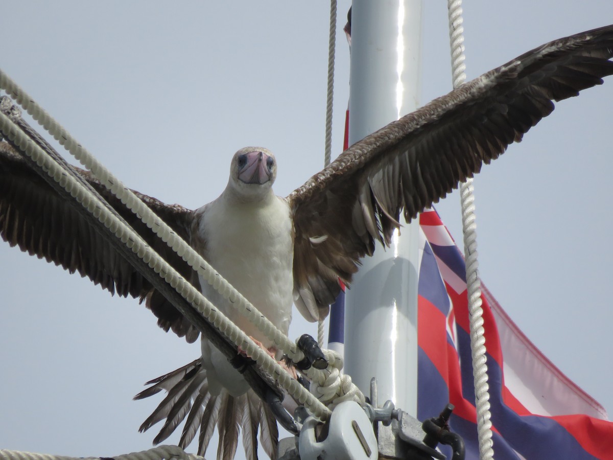 eBird Checklist - 19 Aug 2024 - Pope Marine Park, Port Townsend US-WA ...