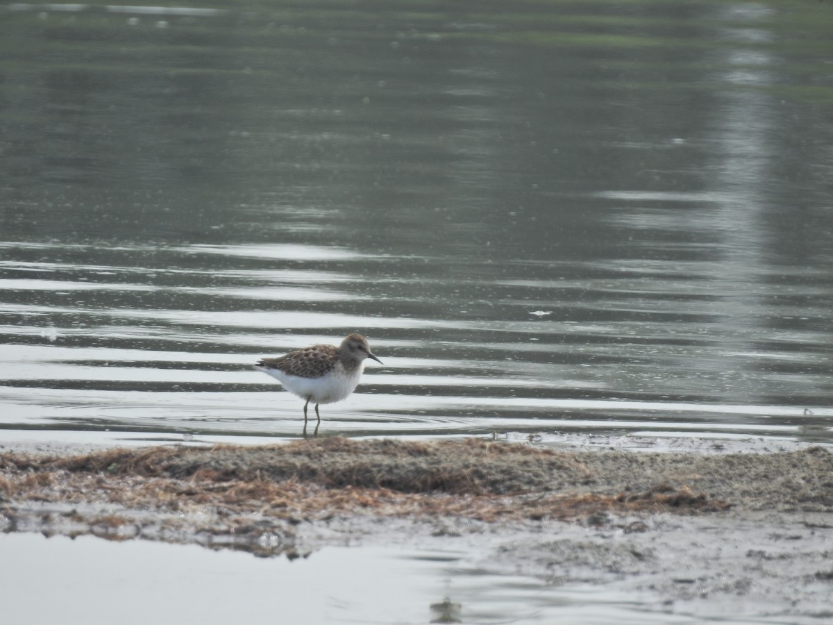 eBird Checklist - 19 Aug 2024 - Shillapoo Wildlife Area--LaFrambois ...