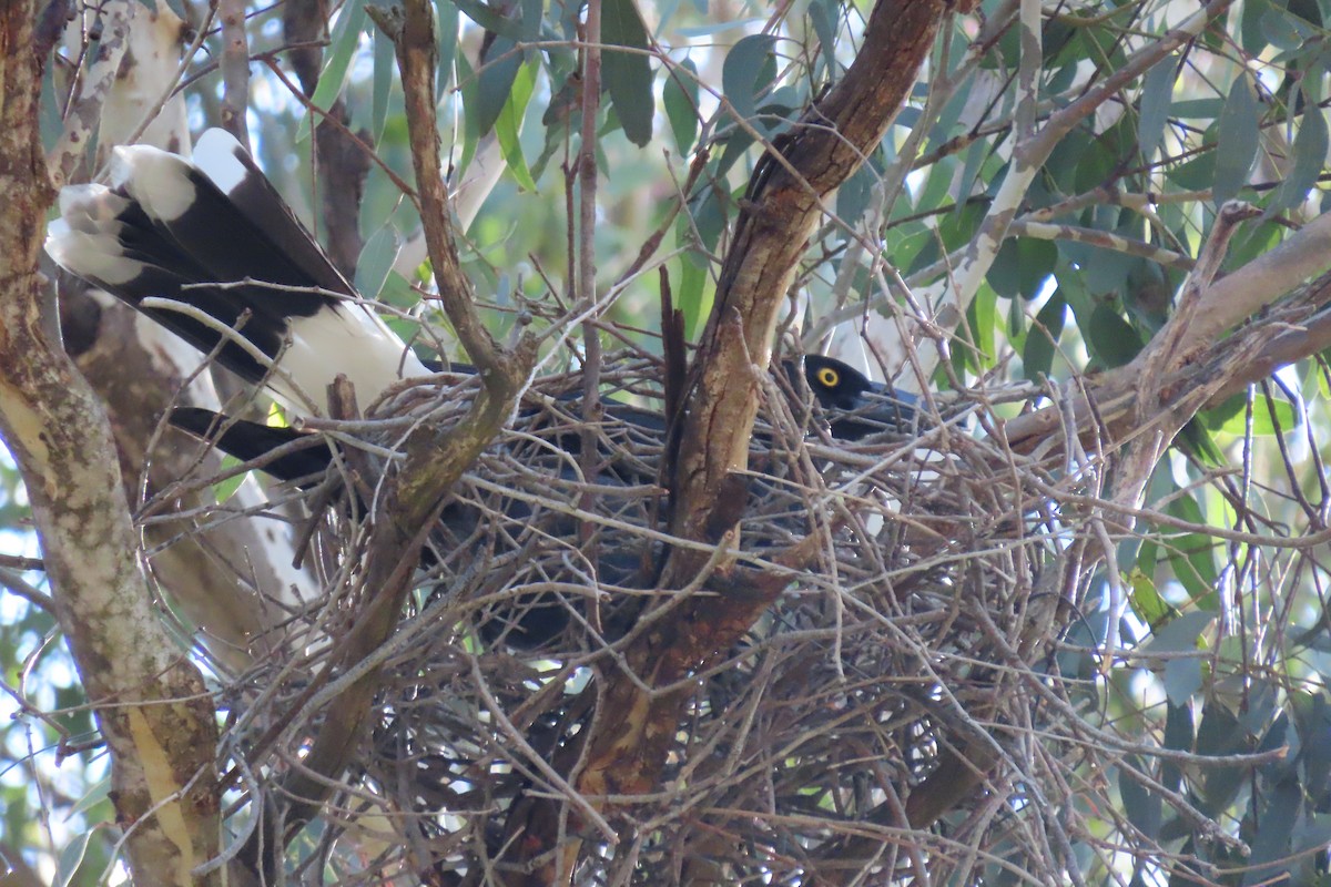 eBird Checklist - 20 Aug 2024 - Justice Robert Hope Park - 13 species