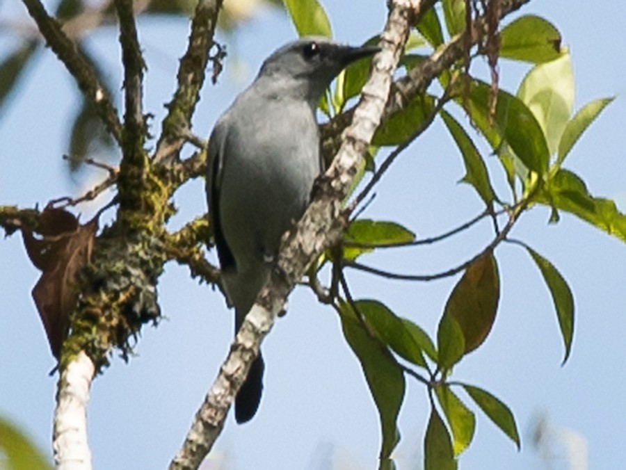 Oruguero de Ambon - eBird