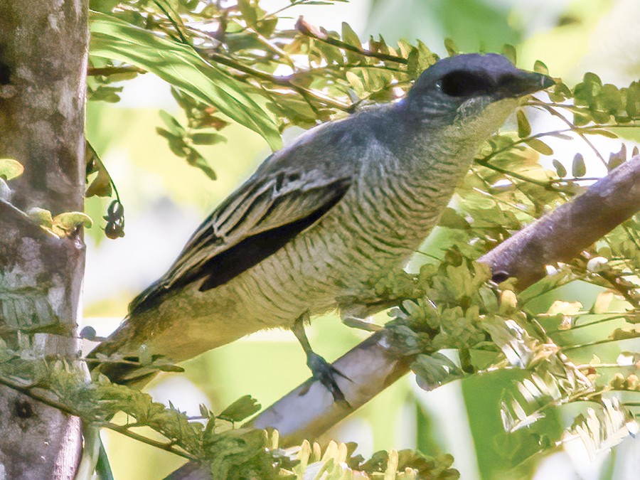 Timor Cicadabird - eBird