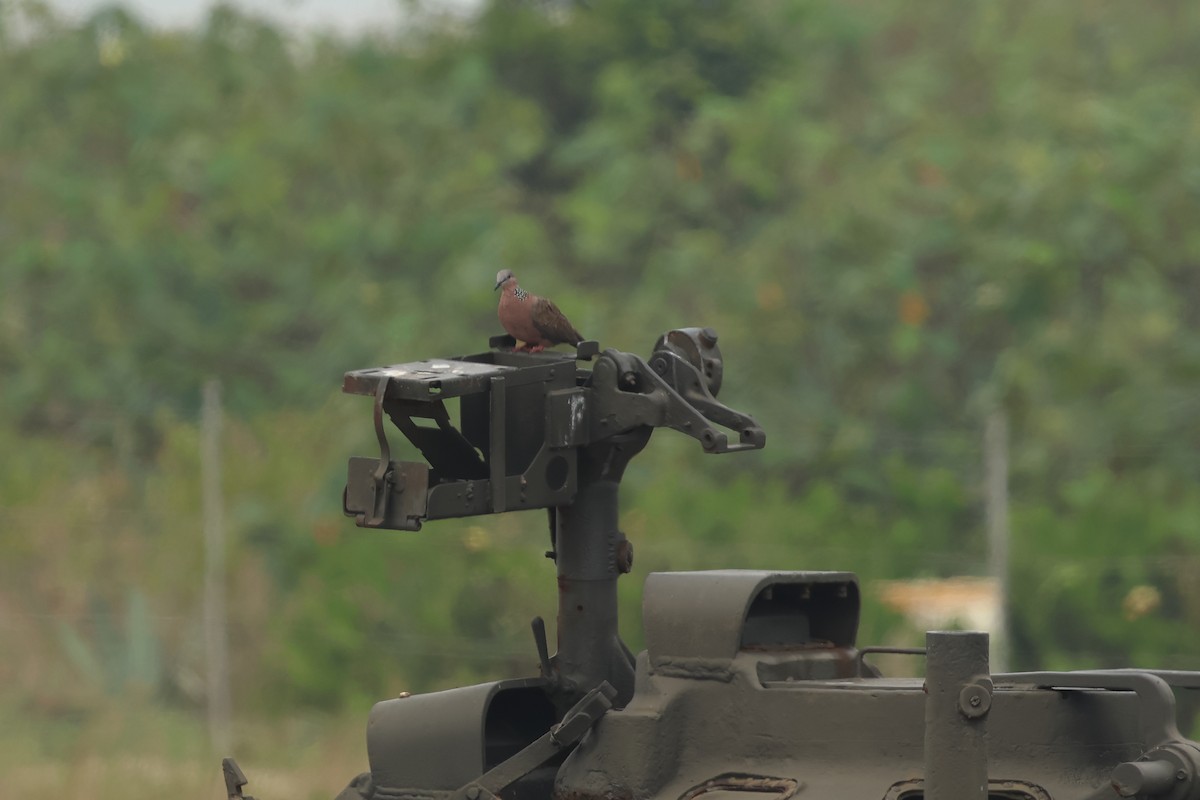 Taiwan Bird Atlas Checklist - 11 Aug 2024 - 金門--慈湖三角堡(Kinmen--Lake Ci ...