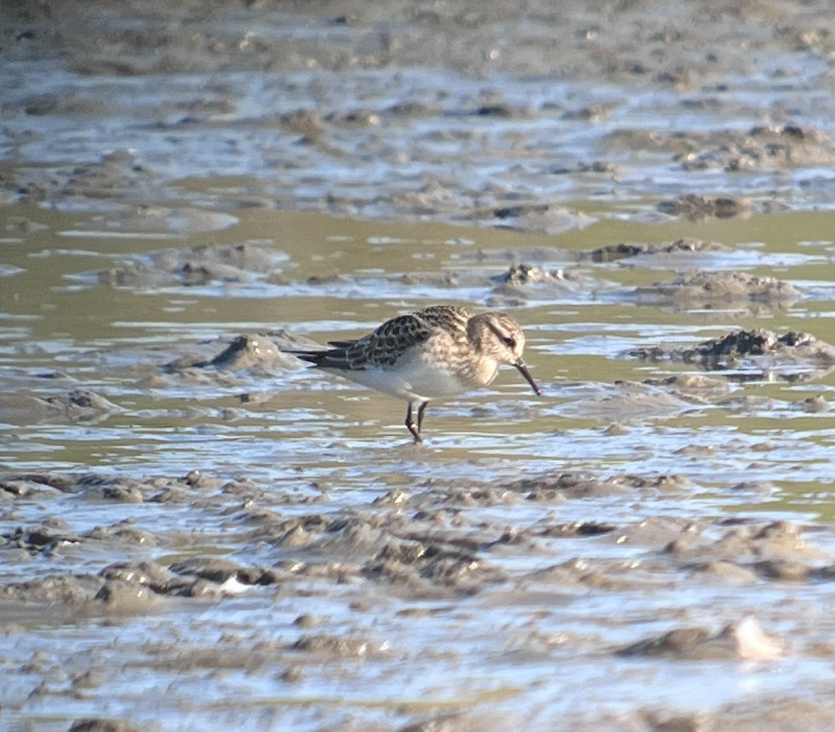 eBird Checklist - 20 Aug 2024 - Gilmore Ponds MetroPark - 21 species