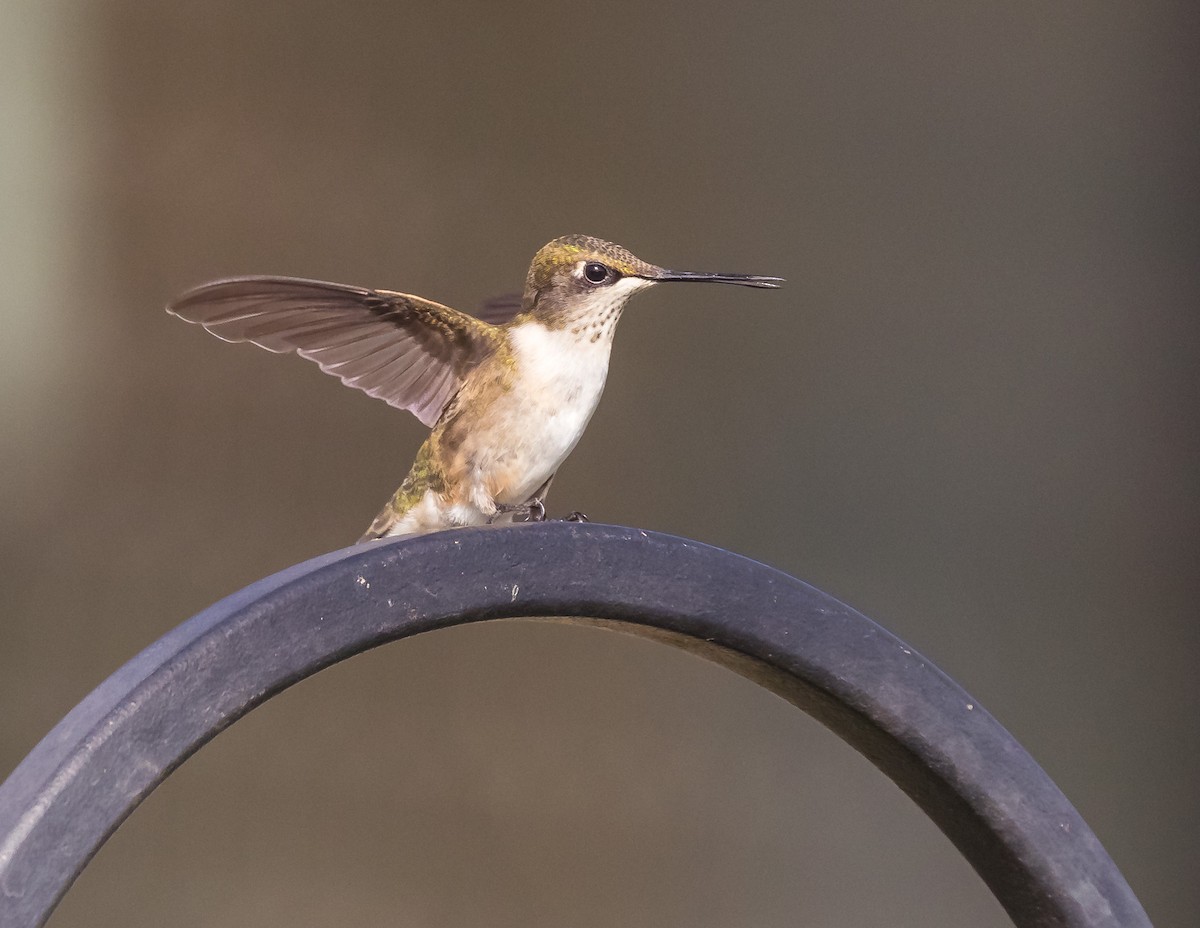 Pennsylvania Bird Atlas Checklist - 18 Aug 2024 - Middle Creek WMA ...