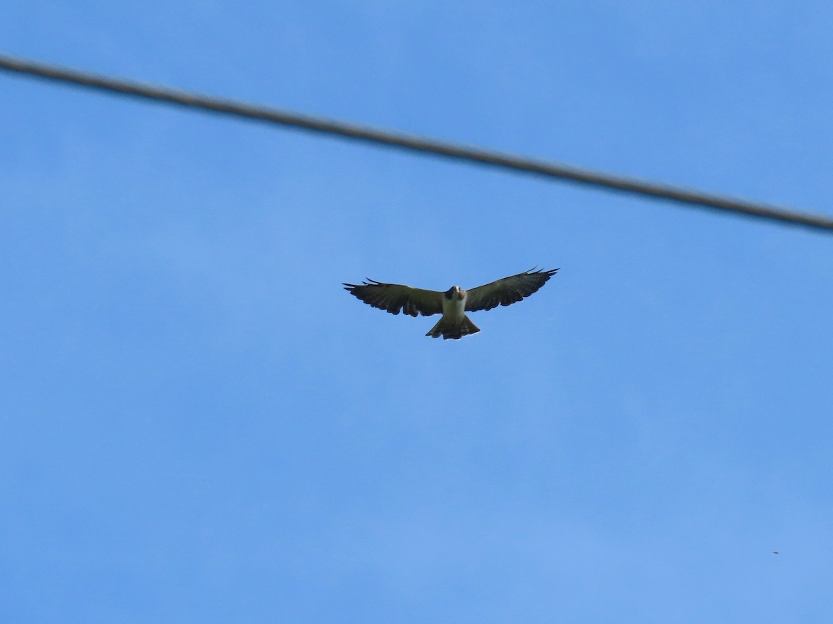 eBird Checklist - 20 Aug 2024 - Loxahatchee NWR - 14 species (+1 other ...