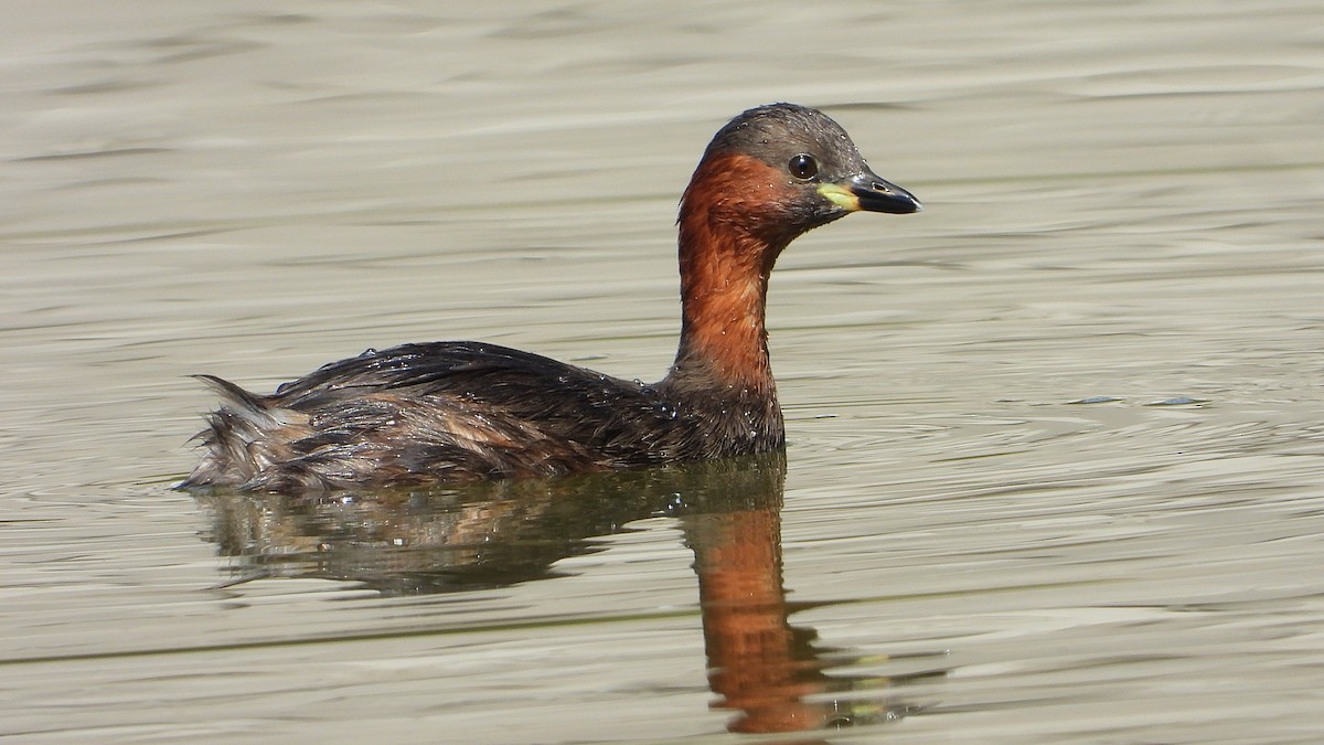 Media Search - Macaulay Library and eBird