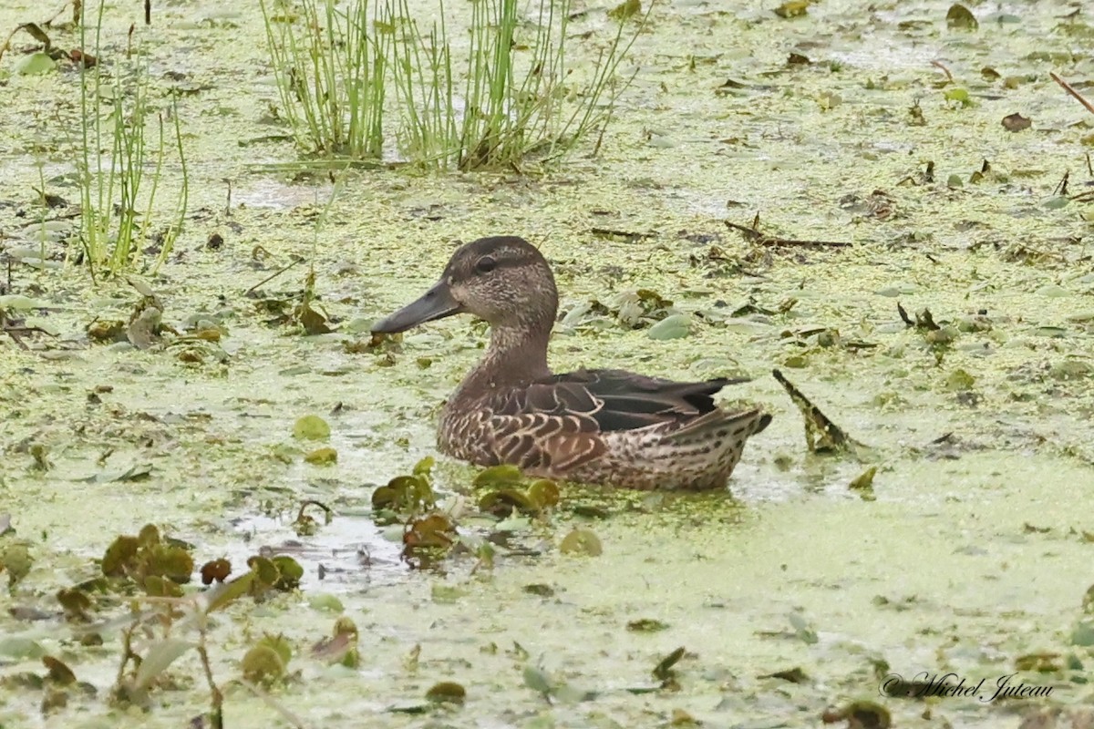 eBird Checklist - 20 Aug 2024 - Etang Aird - 16 species