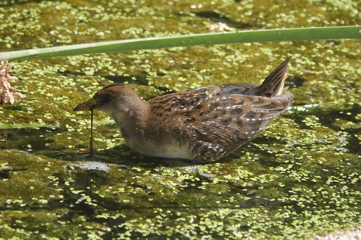 eBird Checklist - 20 Aug 2024 - Piute Ponds (permit required) - 69 ...