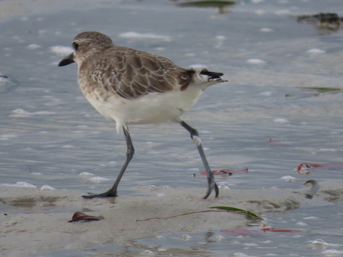 eBird Checklist - 20 Aug 2024 - San Carlos Bay/Bunche Beach Preserve ...