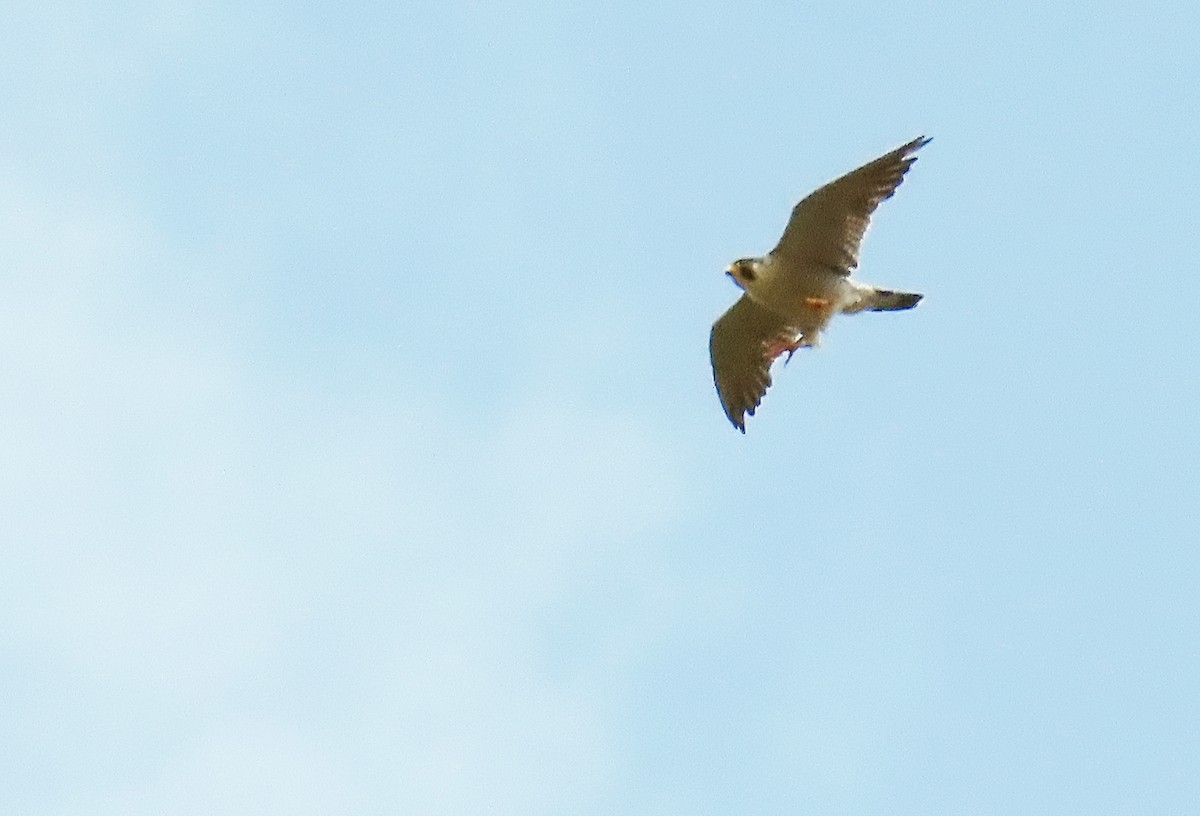 eBird Checklist - 20 Aug 2024 - Harpers Ferry NHP--Maryland Heights - 1 ...