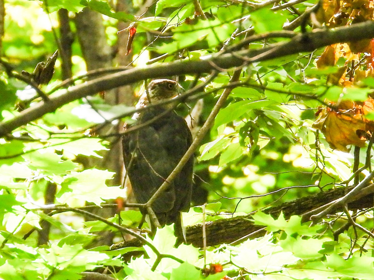 eBird Checklist - 20 Aug 2024 - Seager Park - 3 species