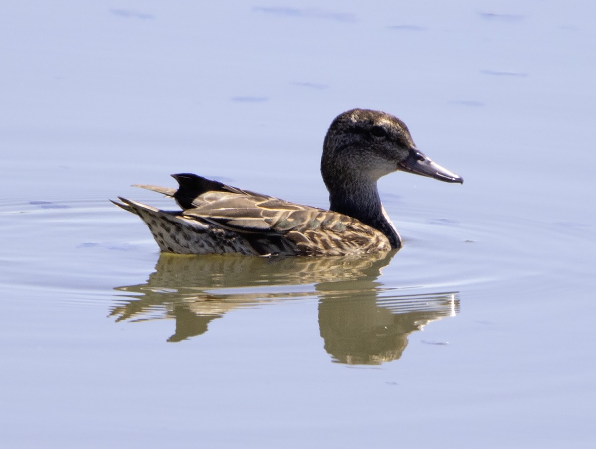 eBird Checklist - 20 Aug 2024 - White Slough WTP (aka Lodi WTP) - 24 ...