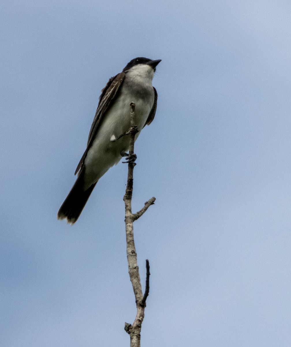 eBird Checklist - 20 Aug 2024 - Loxahatchee NWR - 20 species (+2 other ...