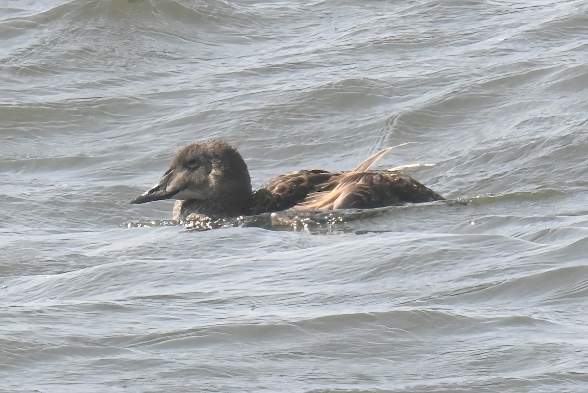 eBird Checklist - 18 Aug 2024 - Breezy Point Tip - 23 species