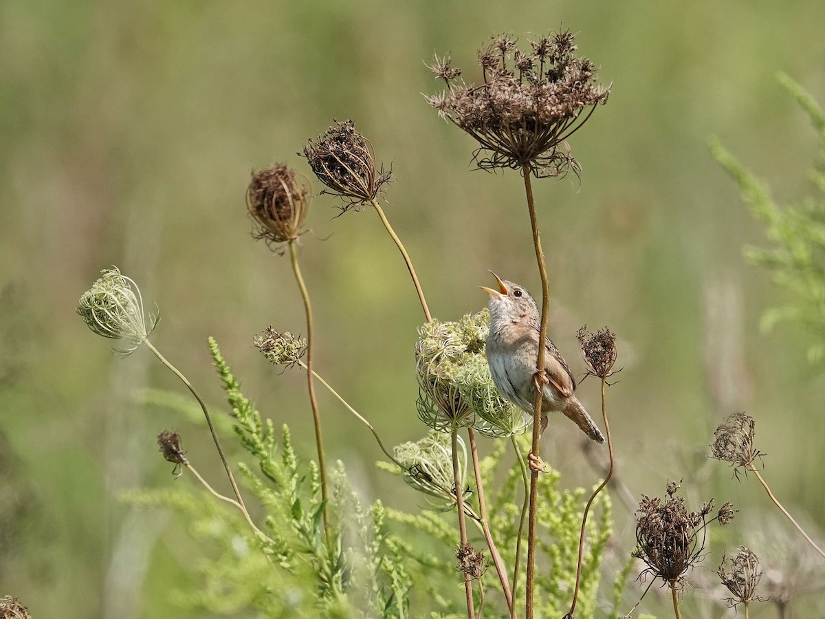 eBird Checklist - 21 Aug 2024 - 150 W Dawson field - 26 species